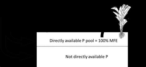 Illustration Of Secondary P Partitioning Download Scientific Diagram