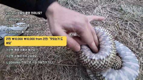 똬리 틀고 있는 뱀 몸 사이에 손가락을 넣어봤습니다 Youtube