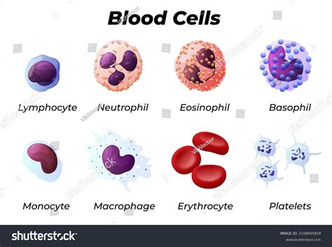 White Blood Cell Microscope