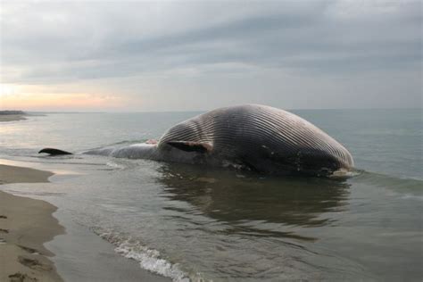 Шокантно откритие на плажа Угинатата женка кит била гравидна во утробата ѝ пронашле 22
