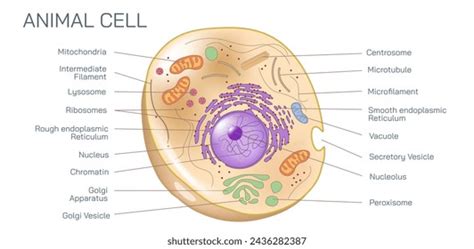 Diagrama De Membrana Celular Animal Proyecto Biosfera