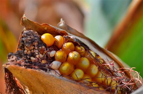 무료 이미지 작업 자연 식물 트랙터 들 과일 꽃 여름 식품 봄 생기게 하다 수확고 가을 토스카나 노랑 농업 농장주 경작 닫다 그림 물감