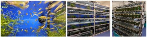 Fish Lab Wilson Group Evolution Behaviour Genetics