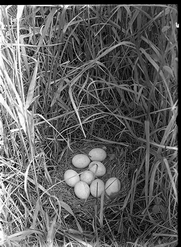Greater Prairie Chicken Nest And Eggs Benjamin T Gault Free