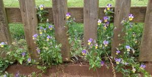 Wild Pansy Tips And Advice For Growing And Caring For Wild Pansies