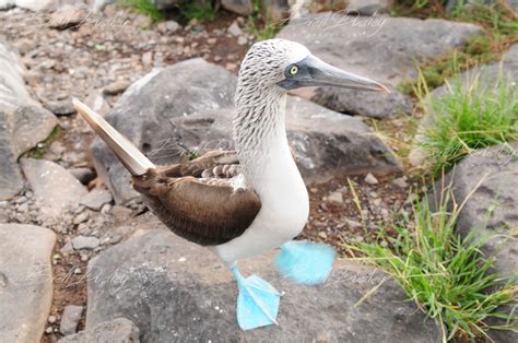Blue Footed Boby Dancing