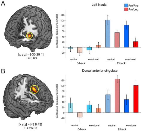 Genotype Related Differences In Insula And Dacc Activation A There