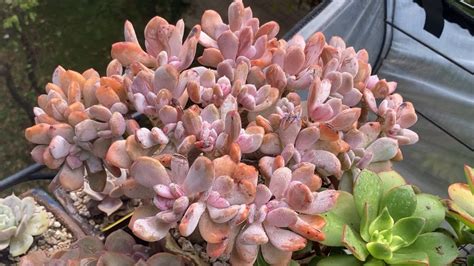 신데렐라가 핑크빛으로 물이 드네요 캉캉 미씽유 블랙킹 집시 마케베니아금 파이어필라 등~ 이쁘게 물든애들 구경하세요~~~~~💕 Youtube