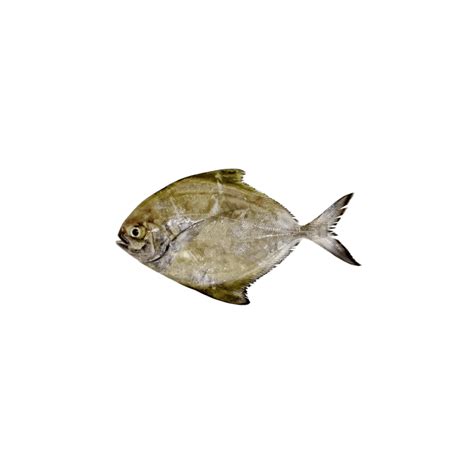 Black Pomfret Pt Sinar Surya Alam