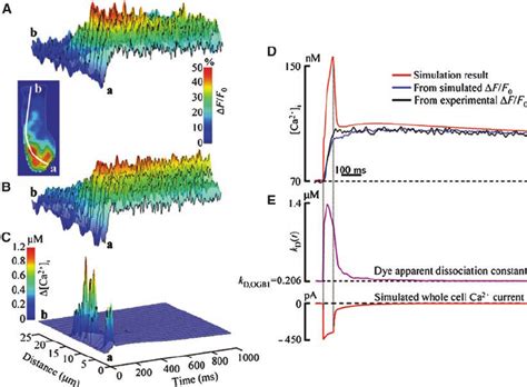 21 Fluorescence Signals Appear As Low Pass Filtered Versions Of The Download Scientific