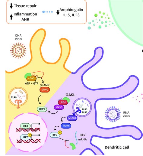 A Schematic Figure Of The Action Of Oasl In Pulmonary Viral Infection Download Scientific