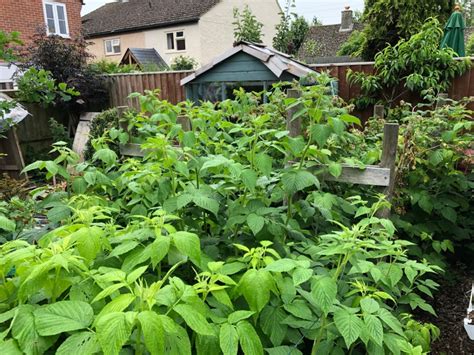 Raspberry Raised Beds And Supports Cool Upcycled