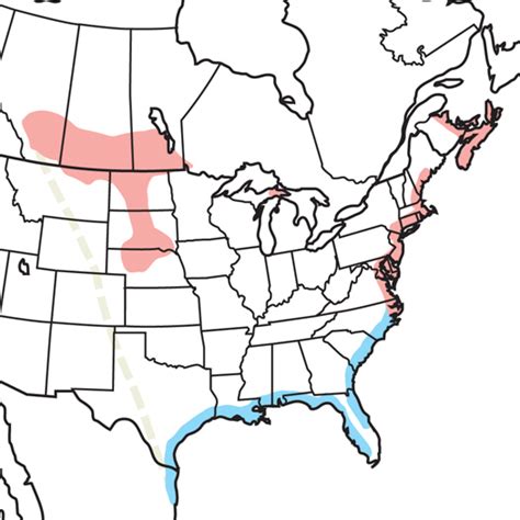 Piping Plover Audubon Field Guide