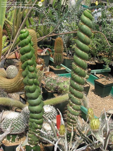 Eulychnia castanea spiralis.El más imposible todavía... ¡Lo quieroooo ...