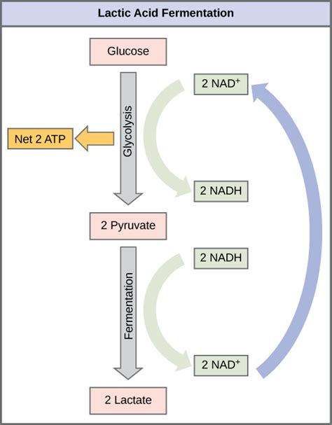 Lactic Acid Fermentation Diagram Fermentation Lactic Acid Ce
