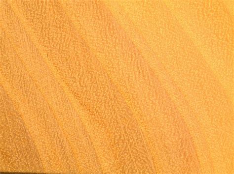 How Do Ring Porous Trees Differ From Diffuse Porous Trees