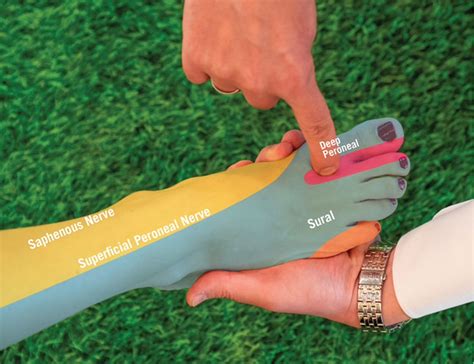 Anterior Tarsal Tunnel Syndrome In Athletes Explained Sport Doctor London