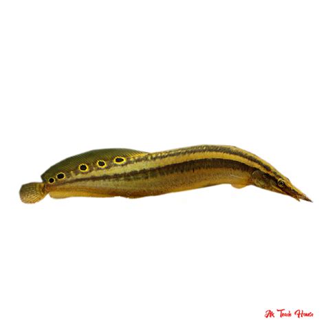 Baim Fish Ak Tradehouse