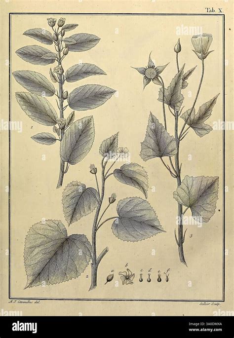 Monadelphiae Classis Dissertationes Decem Parisiis Apud F A