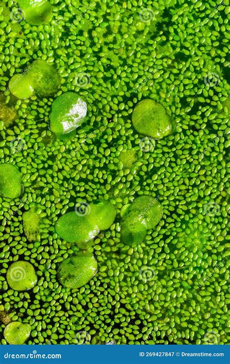Spotless Watermeal Rootless Duckweed Wolffia Arrhiza And Duckweed