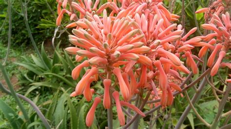 Aloe Vera Plant Flower Plant Ideas