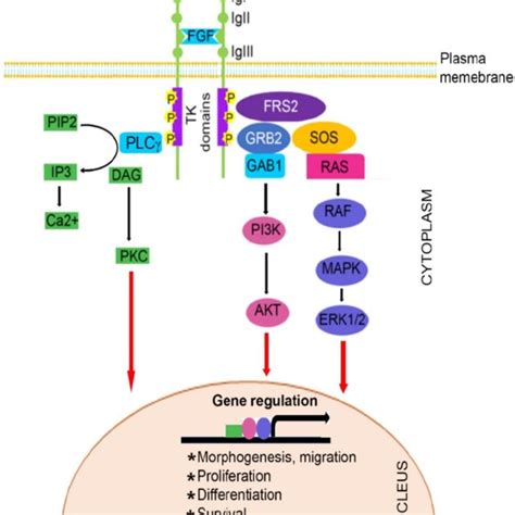 Pdf Fibroblast Growth Factor Receptor 2 Fgfr2 Mutation Related Syndromic Craniosynostosis