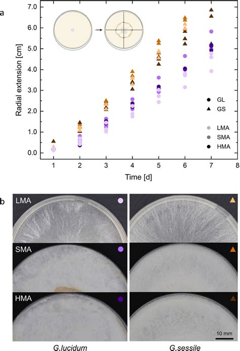 A Growth Kinetics Of Ganoderma Lucidum Gl And Ganoderma Sessile Download Scientific Diagram