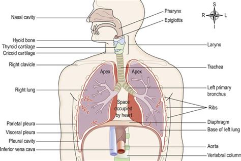 Organs And Structures Of The Respiratory System Anatomy