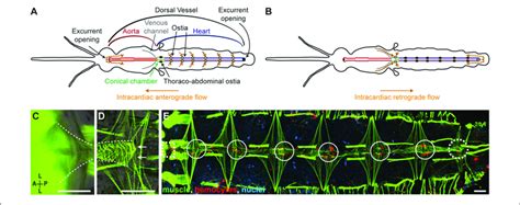 The Hemocytes Of Nave Mosquitoes Are Present At Sites Of Incurrent