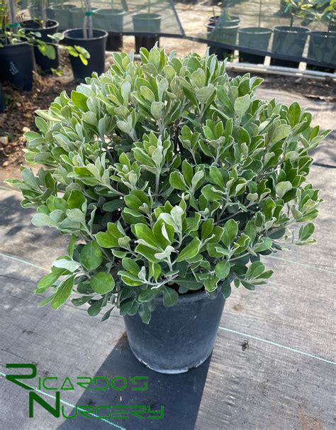Pittosporum Crassifolium Nana Pittosporum Tobira Nanum