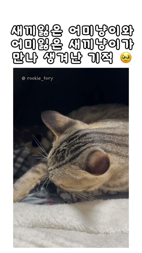 새끼잃은 어미냥이와 어미잃은 새끼냥이가 만났다 길냥이 고양이 루키장고양이 Cat Youtube