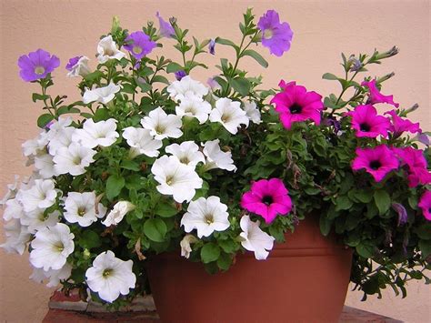 10 Piante Da Balcone Resistenti La Forza Del Green