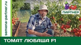 Томат Верочка: отзывы, описание сорта, фото, видео, отзывы ...