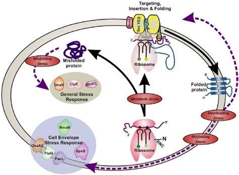 Consequences Of Recombinant Membrane Protein Production In L Lactis