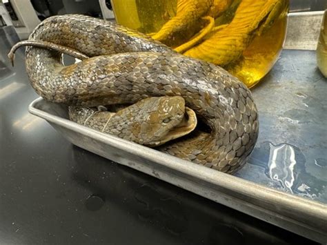 432 Lab Final Flashcards Quizlet