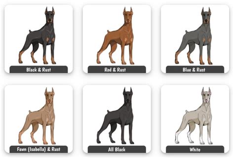 Doberman Color Chart