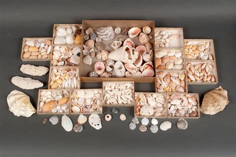 Lot Large Collection Of Seashells