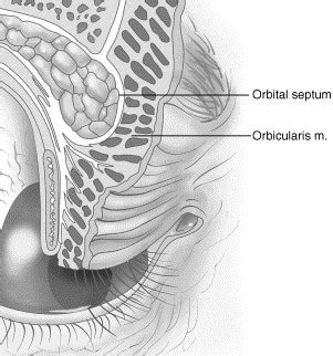 Anatomy Of The Eyelids Facial Plastic Surgery Clinics