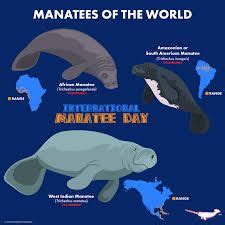 African Manatee Trichechus Senegalensis Also Known As The West