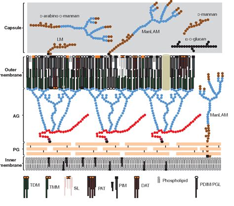 Mycobacterium Tuberculosis Cell Structure Mycobacterium Tuberculosis Cell Structure
