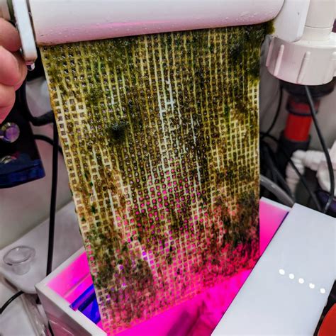 Icecap Algae Scrubber Light Mod Reef2reef