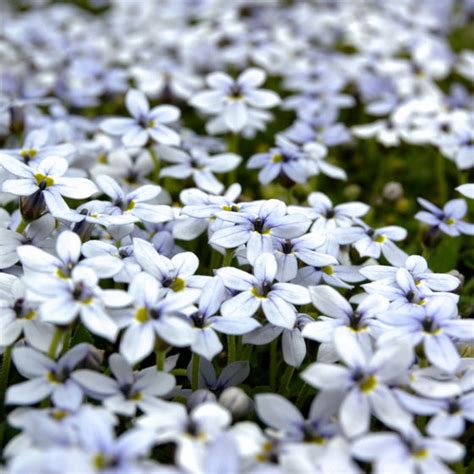 Blue Star Creeper Flowering Ground Cover Between Pavers And Paths