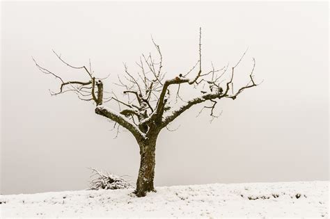 200000 Free Pruning Tree And Pruning Images Pixabay