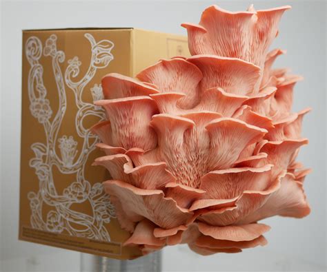 Mushroom Grow Kits Easy To Use High Yield Grow Kits