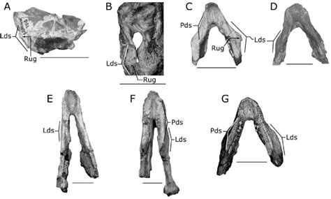 Dorsal Views Of The Jaws Of Various Tapinocephalus And Pristerognathus Download Scientific