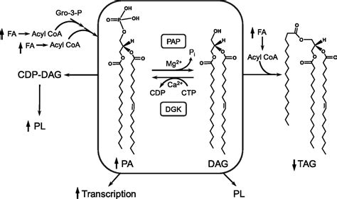 Phosphatidate Phosphatase Activity Plays Key Role In Protection Against