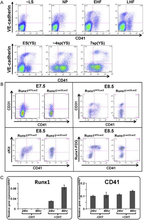 A Time Course Analysis Of Cd41 Expression In Early Mouse Embryos A Download Scientific