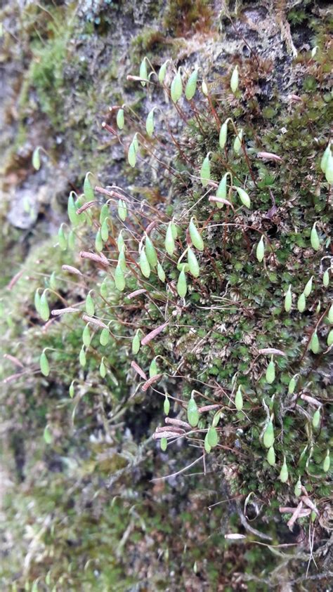 Photo Capillary Thread Moss Bryum Capillare