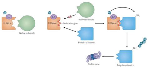 Molecular Glues Protac® Degraders And Targeted Protein Degradation