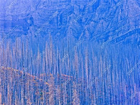 Waterton National Park In Alberta Canada 이미지 1482301283 게티이미지뱅크